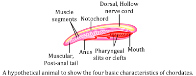 Phylum Chordata: Vertebrates & Invertebrates