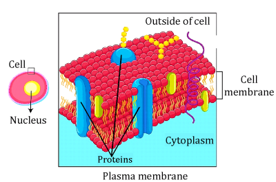 Cell Membrane: Structure & Function
