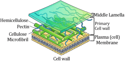 Cell Wall & Nucleus: Structure & Function
