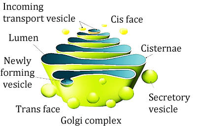 Golgi Complex & Lysosomes: Cell Function