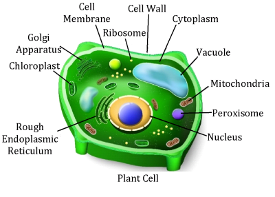 Vacuoles Cell Division Cell Structure