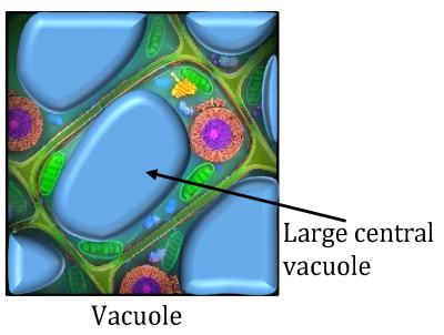 Vacuoles, Cell Division & Cell Structure