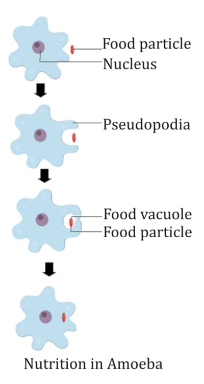 Nutrition in Amoeba and Human Digestive System| Key Processes Explained