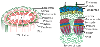 Permanent Tissues in Plants| Type, Functions, and Differences