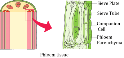 Permanent Tissues in Plants| Type, Functions, and Differences