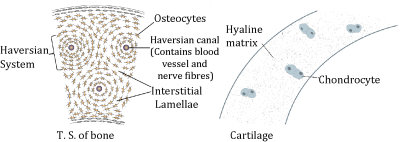 Connective Tissues| Types, structure and functions