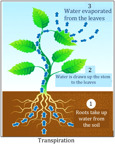 Transpiration Pull Transpiration Stream Structure Of Plants – WJEC