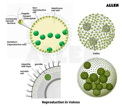 Volvox: Colonial Green Algae | Structure & Reproduction
