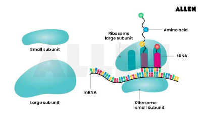 Ribosomes and Its Functions