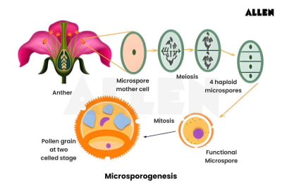 Sexual Reproduction in Flowering Plants | And Its Structure