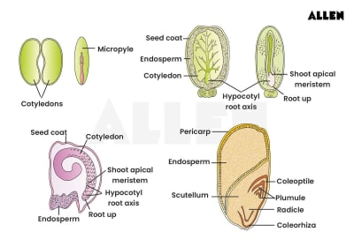 Sexual Reproduction in Flowering Plants | And Its Structure