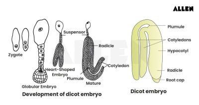 Sexual Reproduction in Flowering Plants | And Its Structure