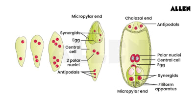 Sexual Reproduction in Flowering Plants | And Its Structure