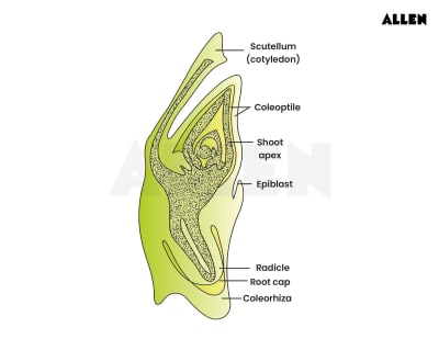 Sexual Reproduction in Flowering Plants | And Its Structure