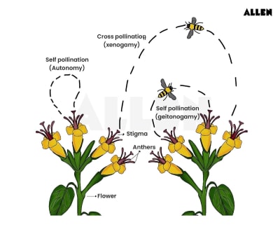 Sexual Reproduction in Flowering Plants | And Its Structure