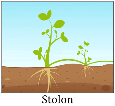 The Stem: Structure, Functions & Modifications