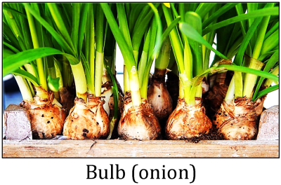 The Stem: Structure, Functions & Modifications