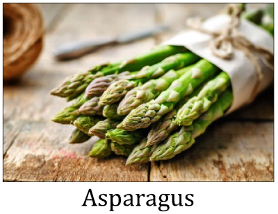 The Stem: Structure, Functions & Modifications