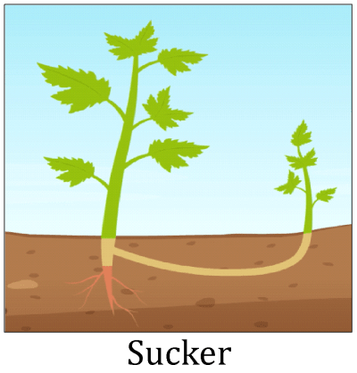The Stem: Structure, Functions & Modifications