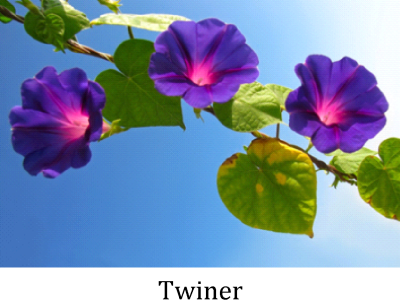 The Stem: Structure, Functions & Modifications