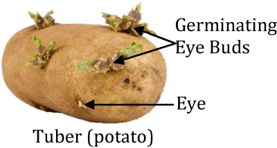 The Stem: Structure, Functions & Modifications