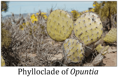 The Stem: Structure, Functions & Modifications
