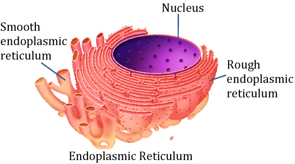 Kinds Of Endoplasmic Reticulum Agranular And Granular Endoplasmic