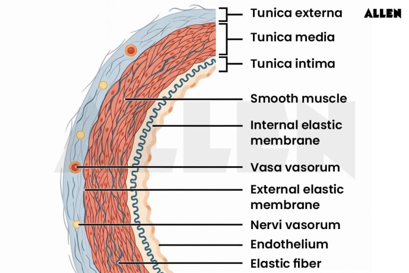 Pulmonary Artery Anatomy Function Histology