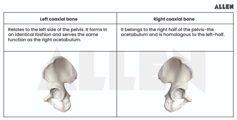 Acetabulum: Function, Types and FAQs