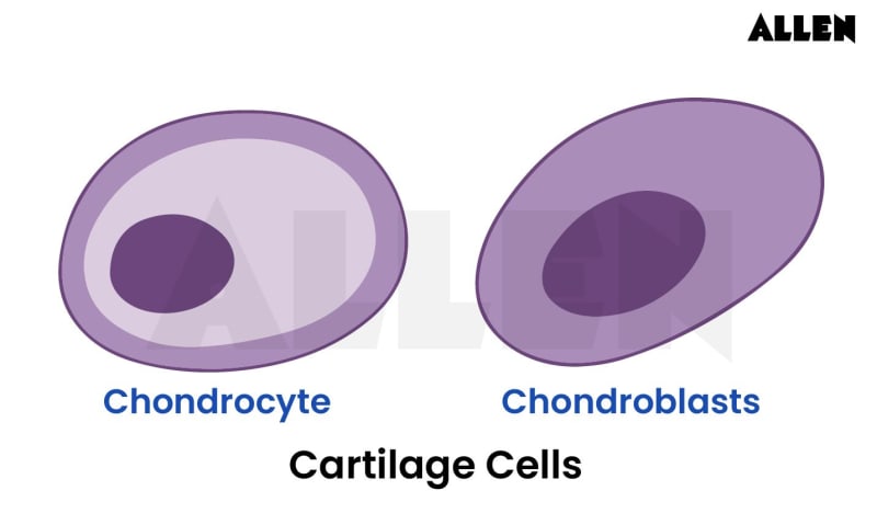 Chondrocytes: Structure, Location and Function