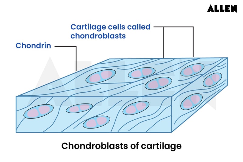 Chondrocytes: Structure, Location and Function