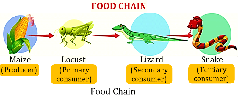 Food Chain & Web: Energy Transfer in Ecosystems