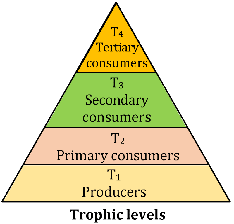 Food Chain & Web: Energy Transfer in Ecosystems