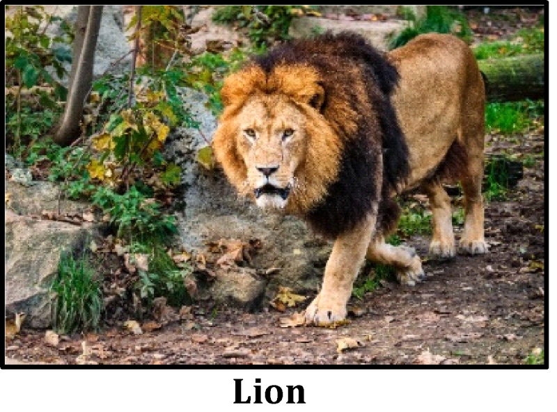 Unlock the Secrets: Adaptations & Amazing Animal Homes
