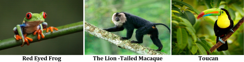 Unlock the Secrets: Adaptations & Amazing Animal Homes