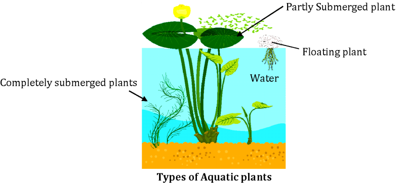 All About Aquatic Habitats & How Animals Adapt to Live There