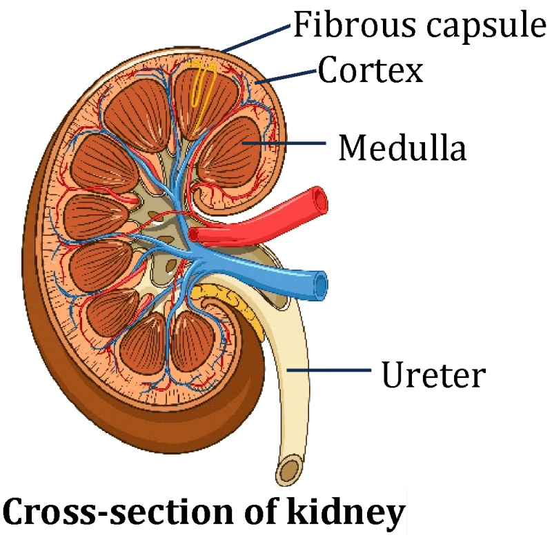 Human Waste Removal: Kidneys, Ureters & Bladder Explained