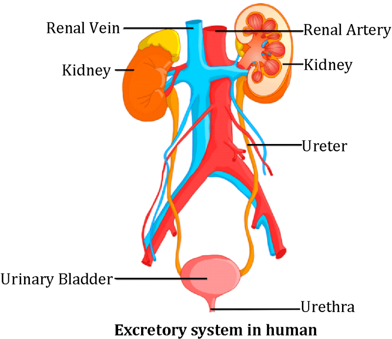 Human Waste Removal: Kidneys, Ureters & Bladder Explained