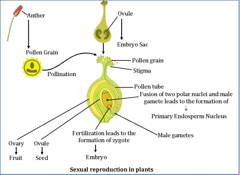 Plant Power: Pollination & Fertilization Explained