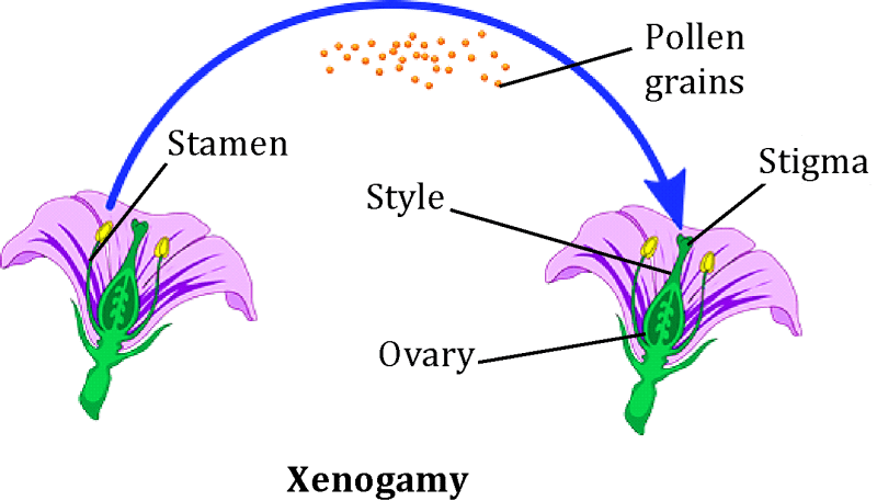 Plant Power: Pollination & Fertilization Explained