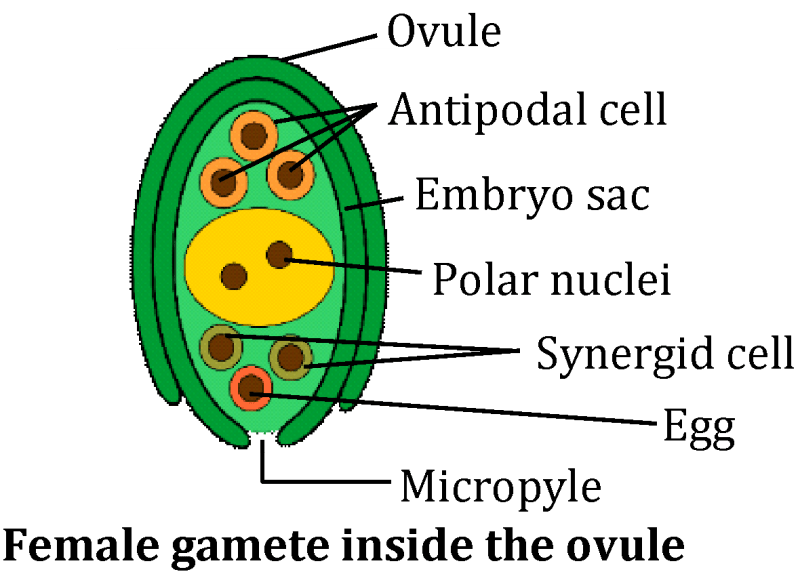 Plant Power: Pollination & Fertilization Explained