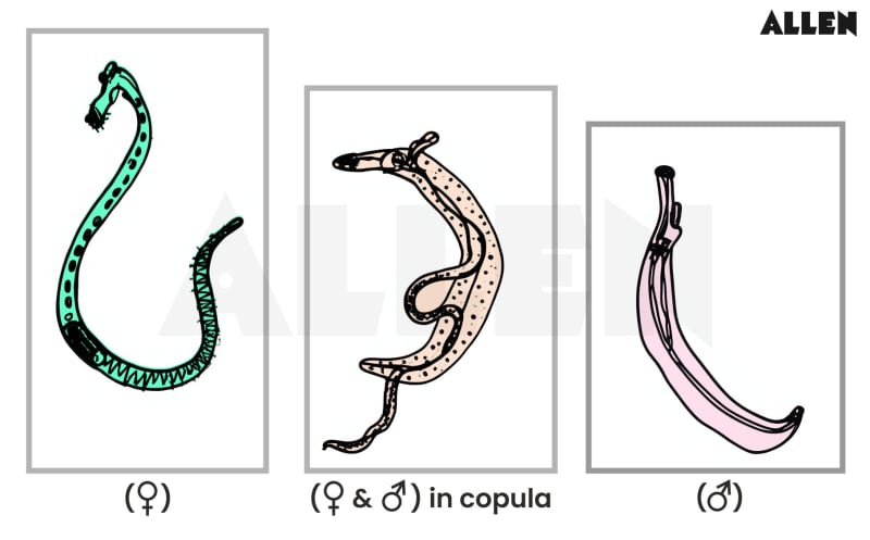 Helminthic Diseases: Development, Pathology, Symptoms