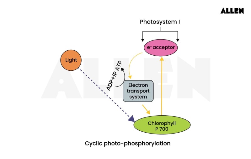 Photophosphorylation: Cyclic and Non-Cyclic Phosphorylation