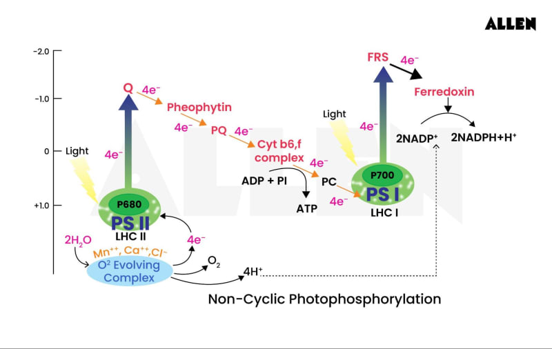 Photophosphorylation: Cyclic and Non-Cyclic Phosphorylation