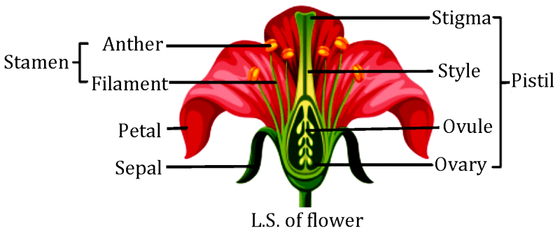 Class 6 - Flower Parts & Functions: Reproduction, Beauty & Food Source