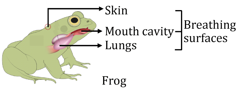 Gaseous Exchange |Terrestrial, Aquatic Animals, Amphibians, and Plants