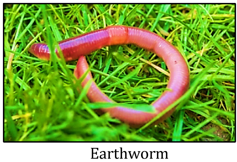 Gaseous Exchange |Terrestrial, Aquatic Animals, Amphibians, and Plants