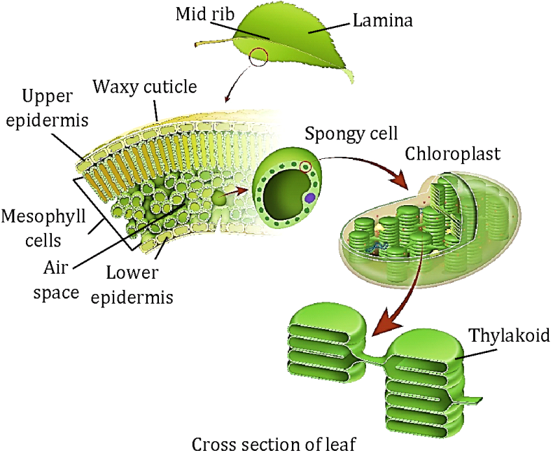 Photosynthesis Process| Site, Mechanism, Adaptations, and Heterotrophic ...