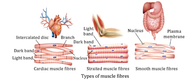 Muscular and Nervous Tissues| Structure, Functions, and Types