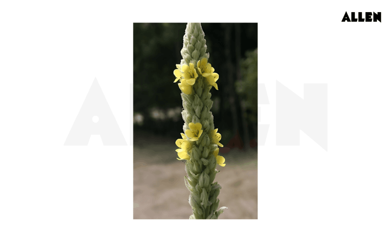 Racemose Inflorescence: Features, Types and FAQs